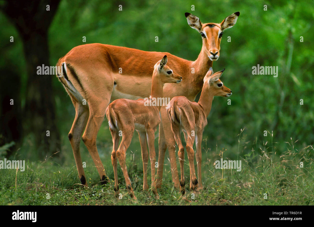 black-faced impala (Aepyceros melampus petersi, Aepyceros petersi ...