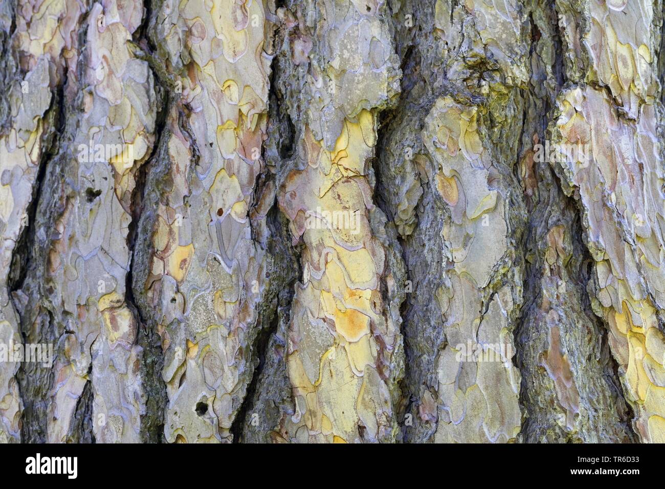 European black pine, Austrian pine, Black Pine, Corsican Pine (Pinus ...