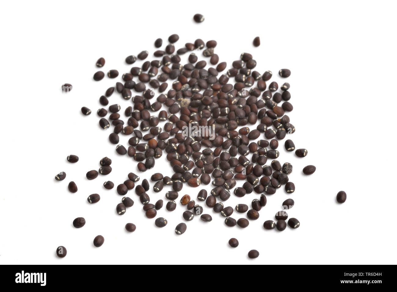 Nepeta cataria (catmint) hi-res stock photography and images - Alamy