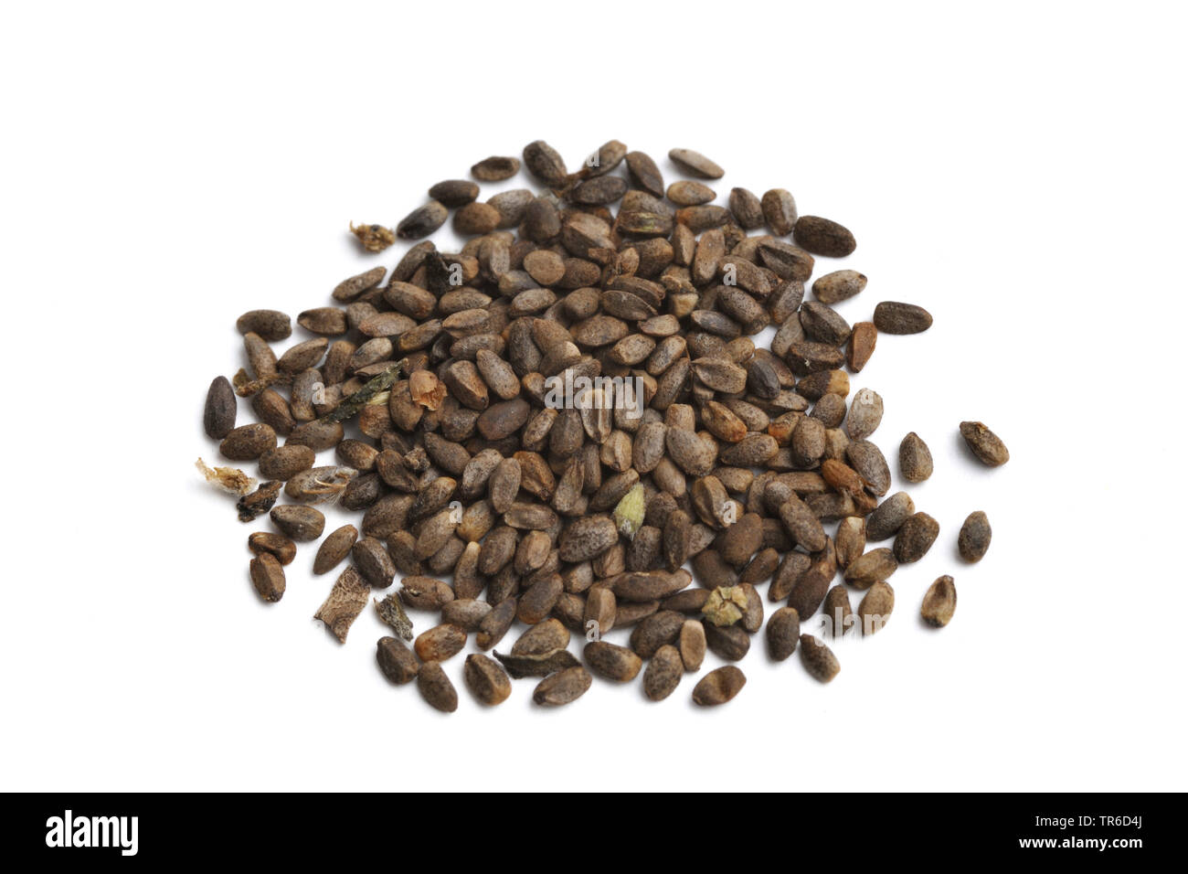 common horehound, common hoarhound, white horehound (Marrubium vulgare ...