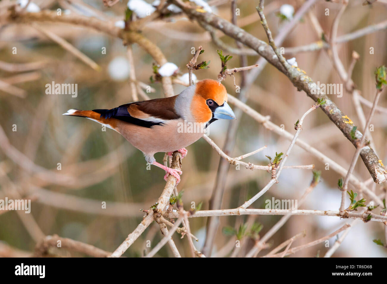 European hawfinch hi-res stock photography and images - Alamy