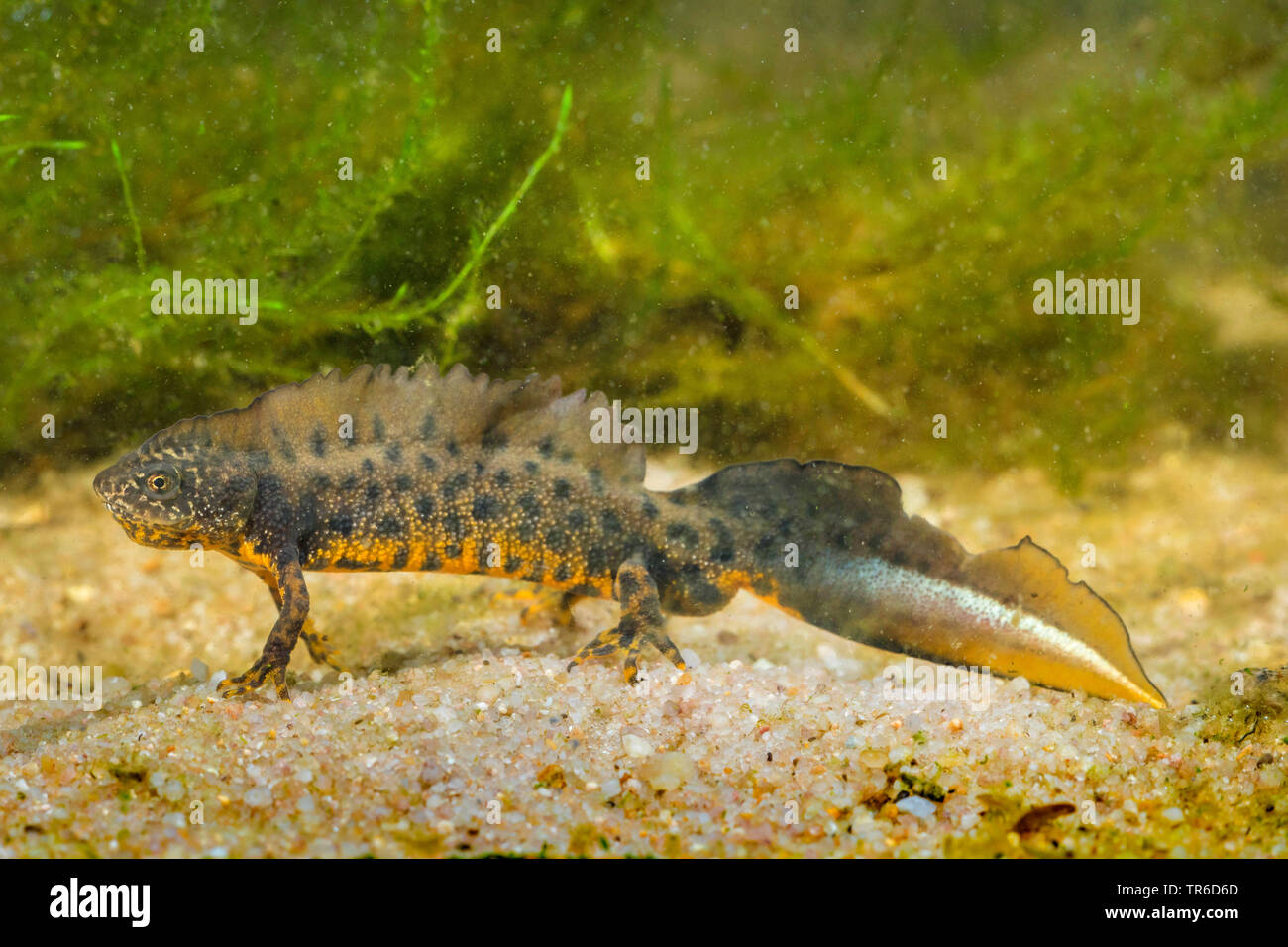 warty newt, crested newt, European crested newt (Triturus cristatus ...