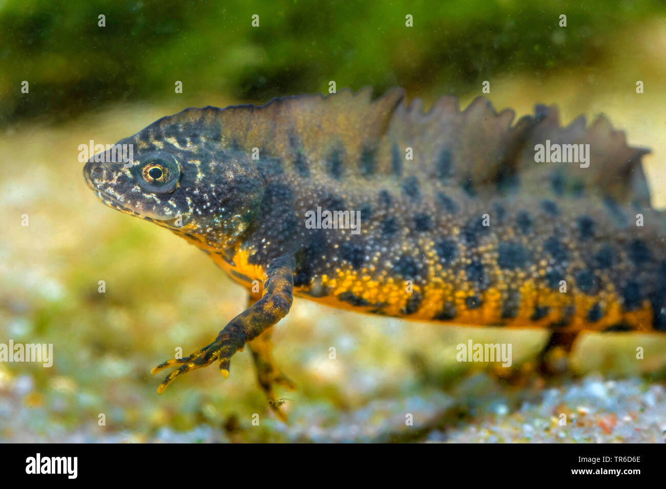 European crested newts hi-res stock photography and images - Alamy
