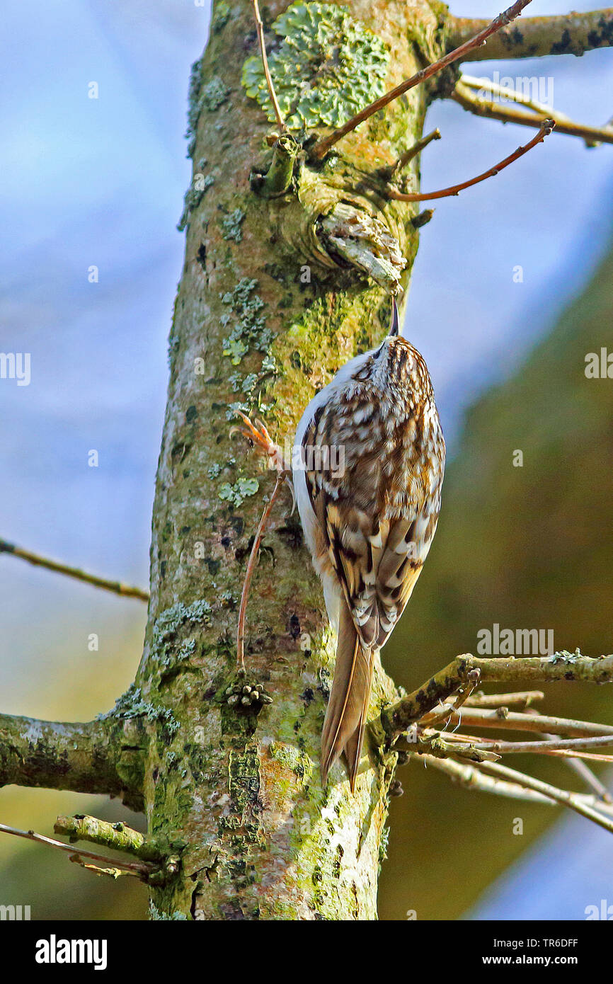Creeper bird creepers birds hi-res stock photography and images - Alamy