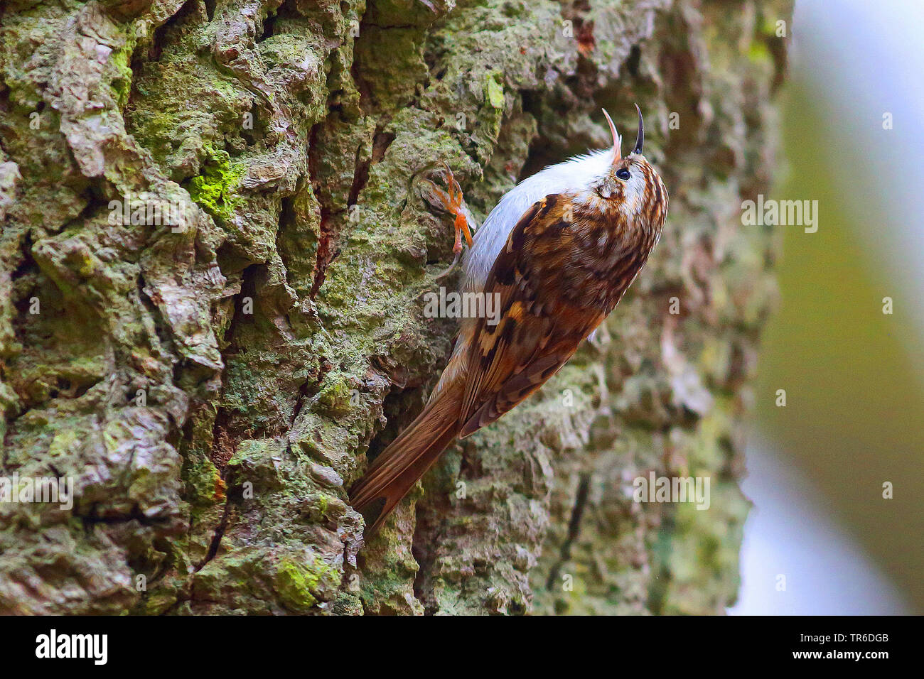 Singing tree hi-res stock photography and images - Alamy