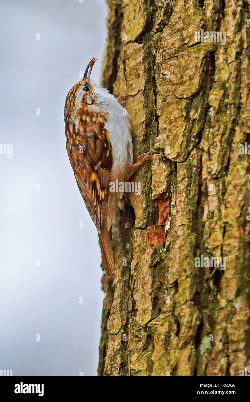 common treecreeper (Certhia familiaris), sitting at a tree trunk ...