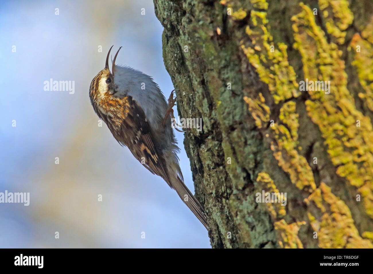Singing tree hi-res stock photography and images - Alamy