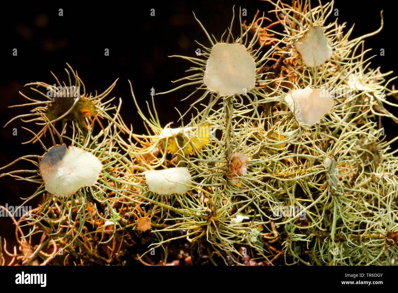 Florida Beard Lichen (Usnea florida, Usnea barbata), with apothecia ...