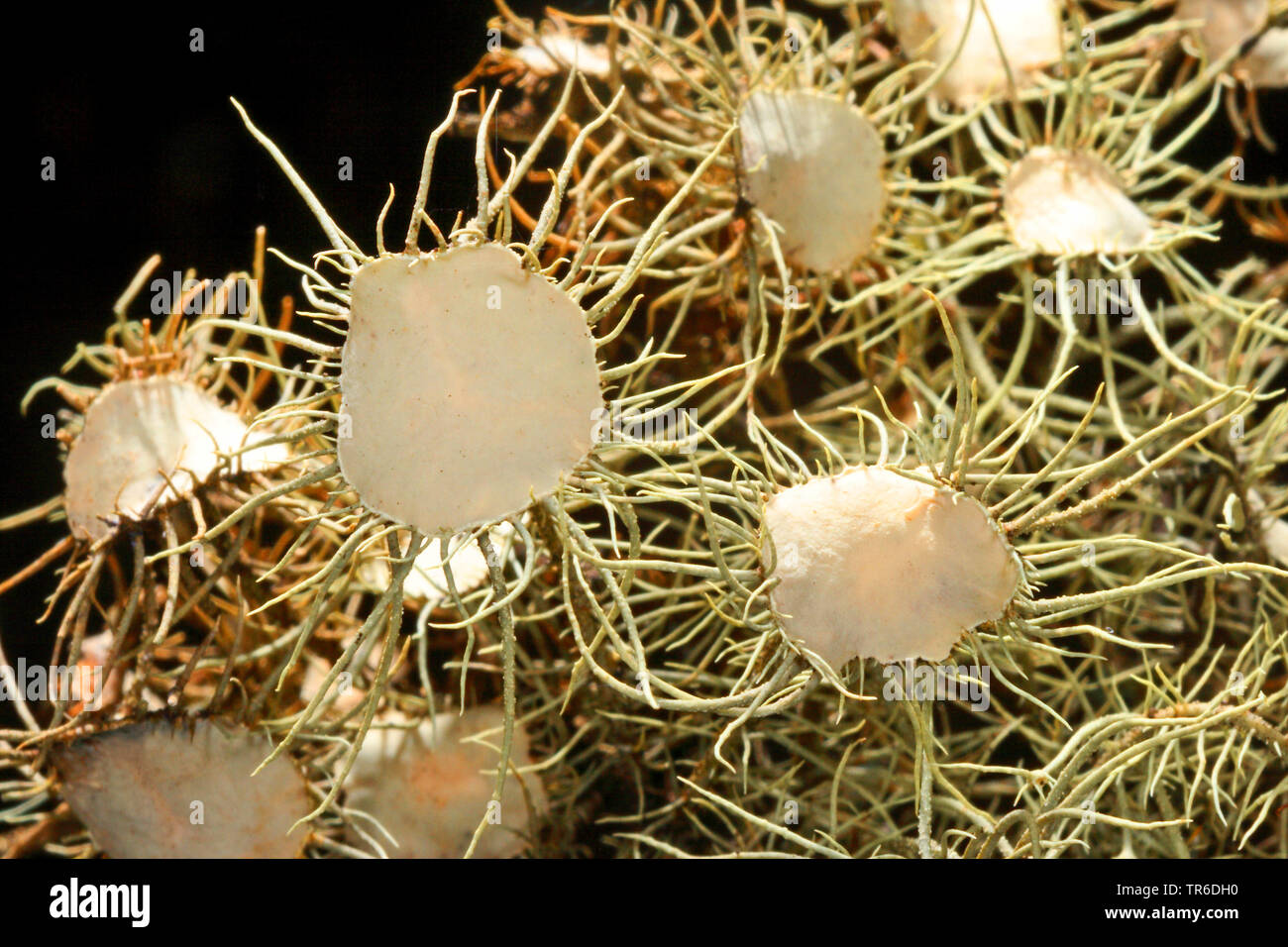Florida Beard Lichen (Usnea florida, Usnea barbata), with apothecia ...