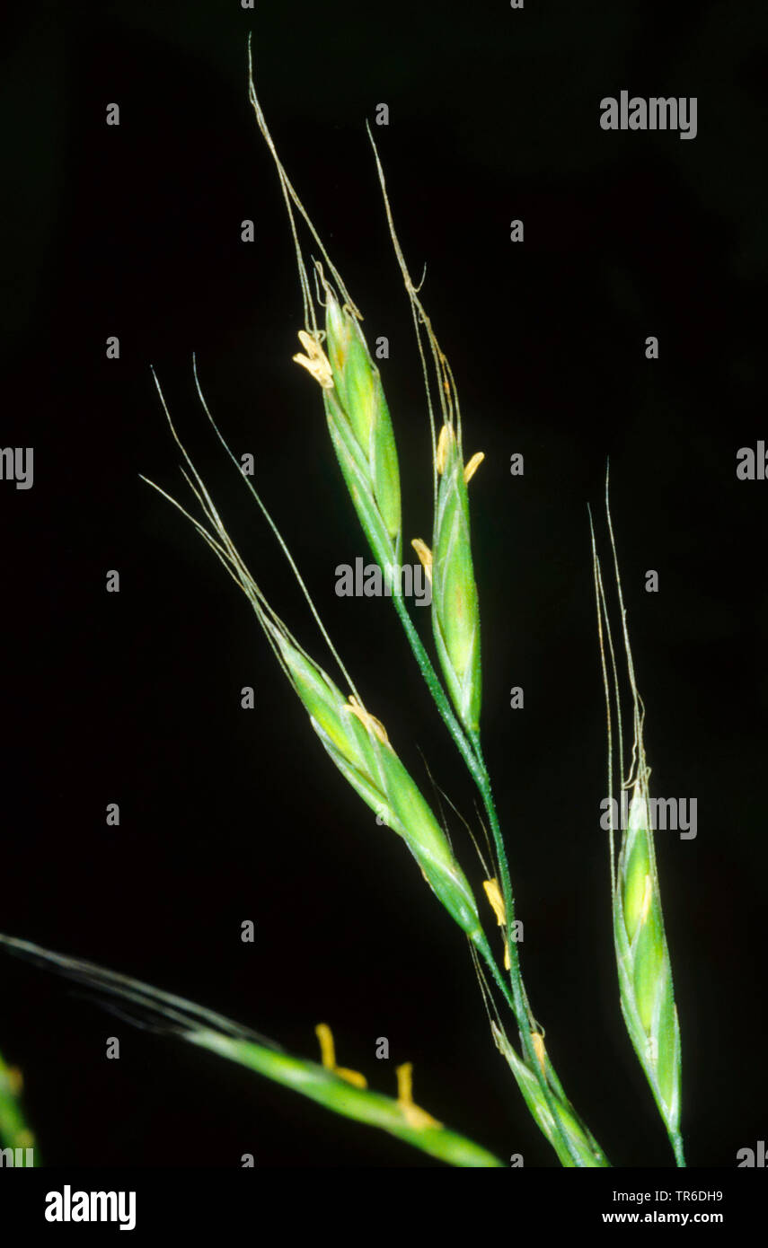 giant fescue (Festuca gigantea, Lolium giganteum, Schedonorus giganteus ...