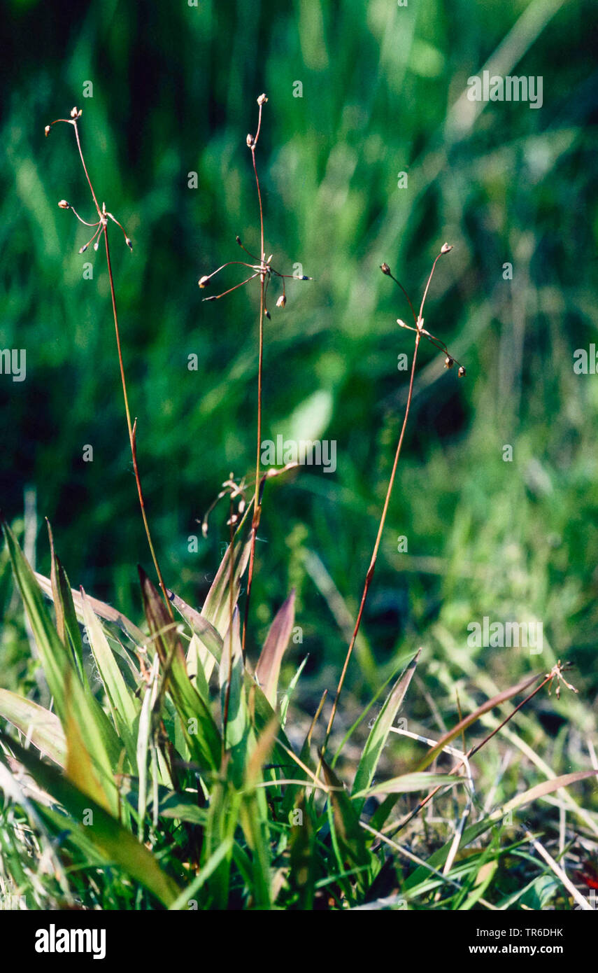 hairy wood-rush (Luzula pilosa), blooming, Germany Stock Photo - Alamy
