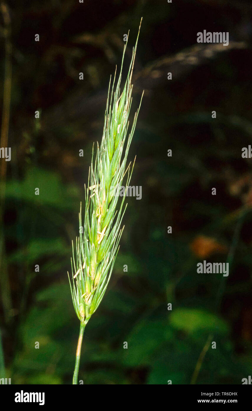Barley plants hi-res stock photography and images - Alamy