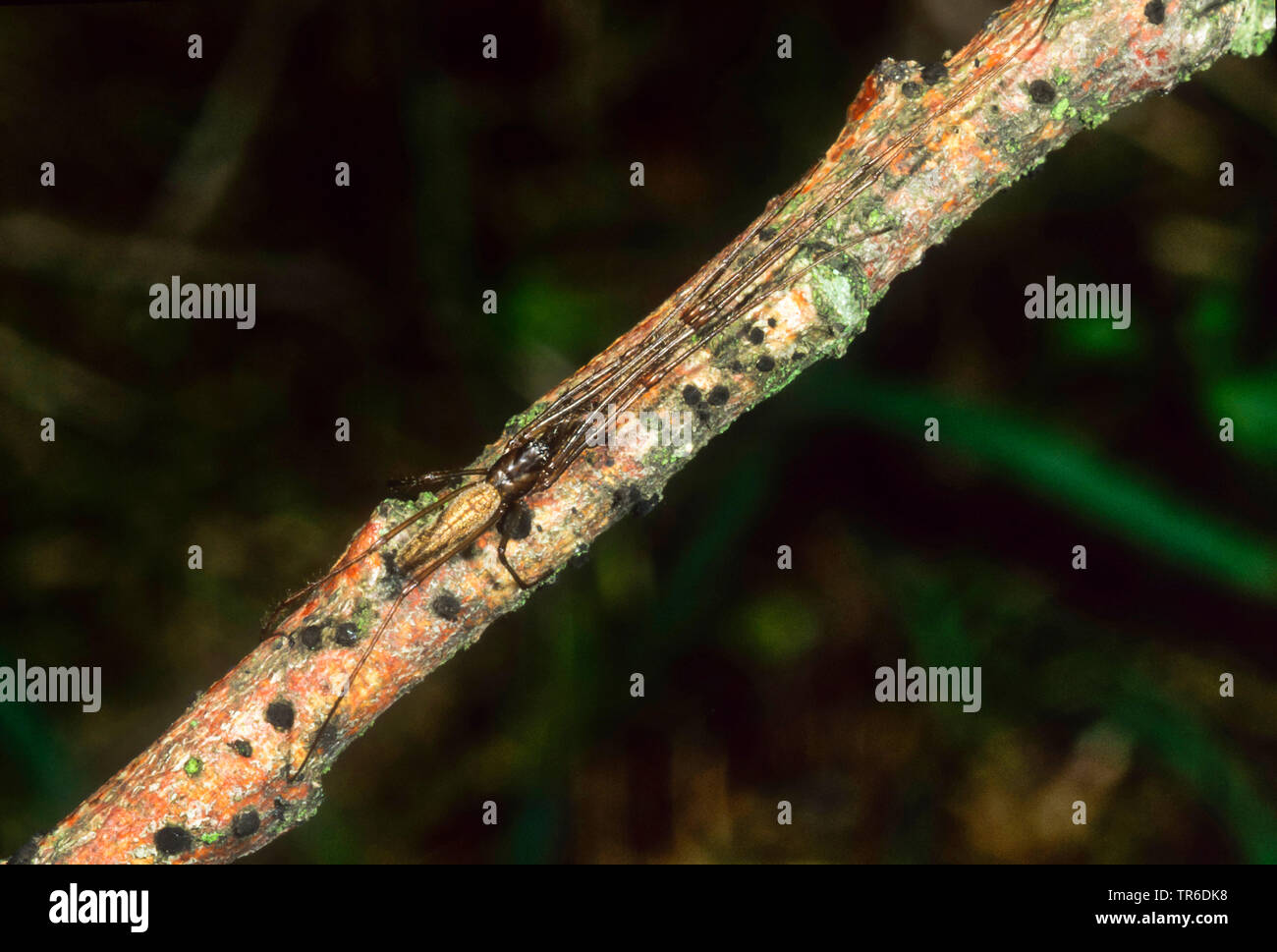 long-jawed spider (Tetragnatha nigrita), sitting on a branch, Germany ...