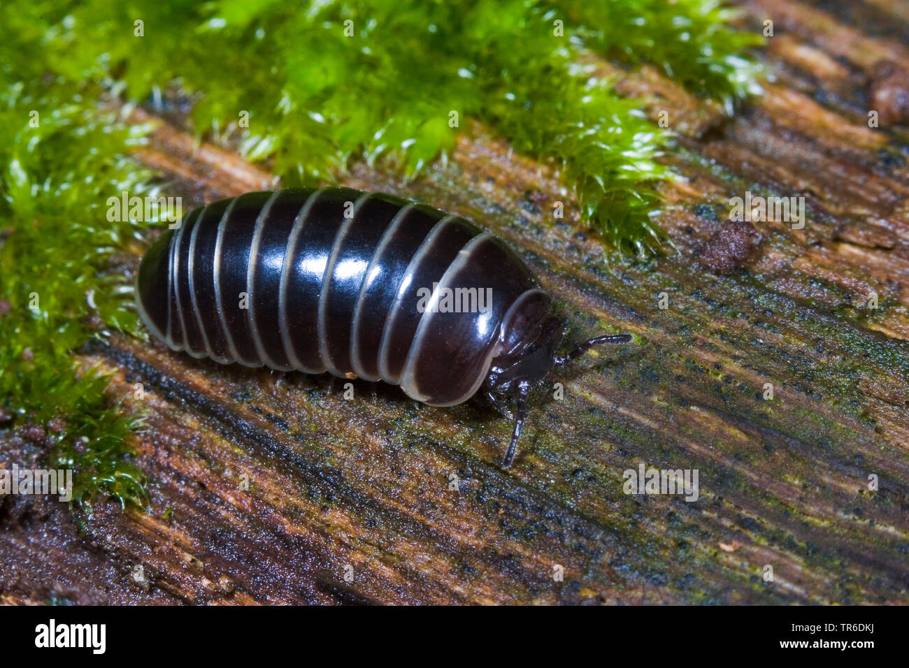 pill millipede (Glomeris marginata), on wood, Germany Stock Photo - Alamy