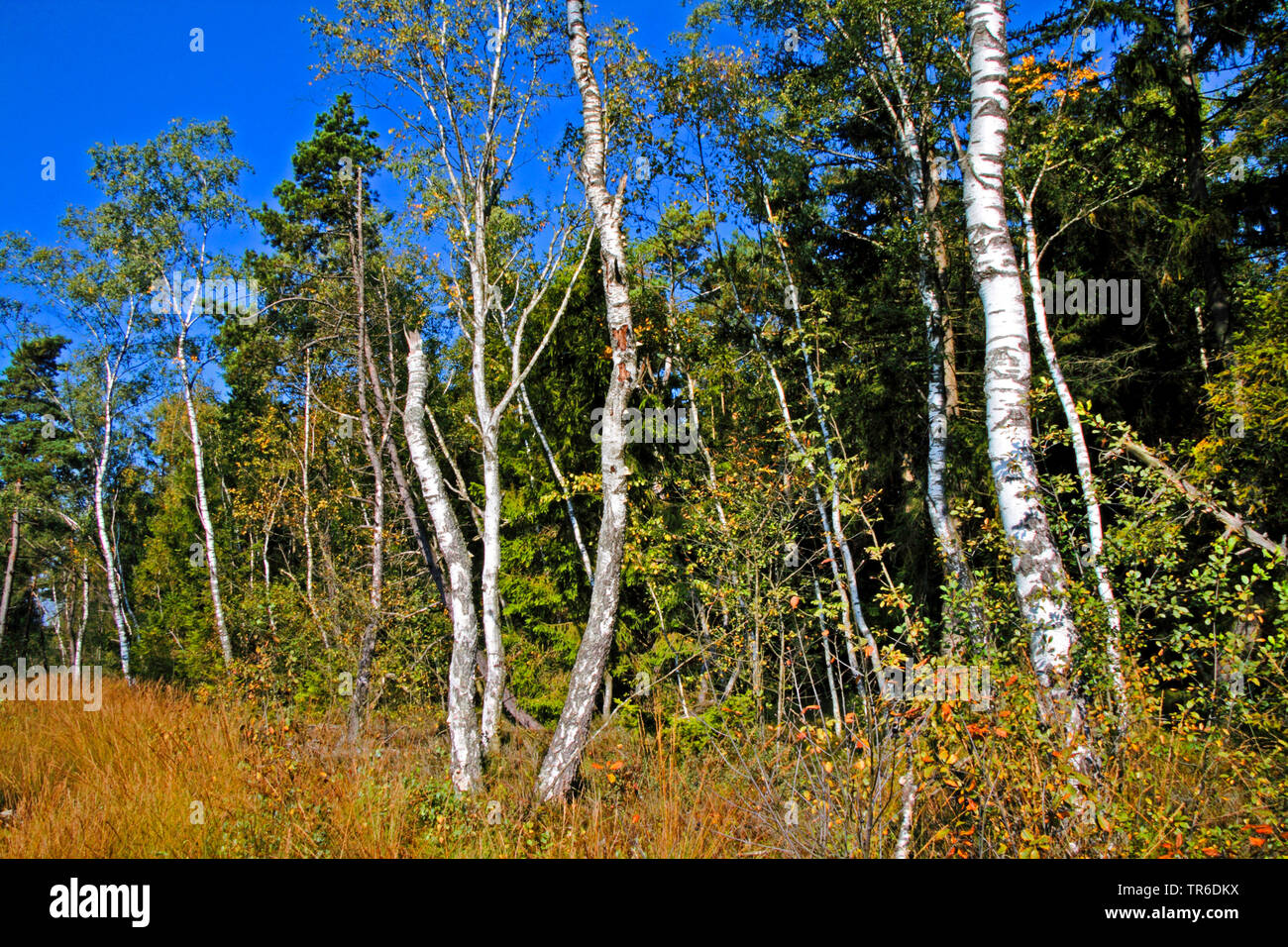 Bog birch hi-res stock photography and images - Alamy