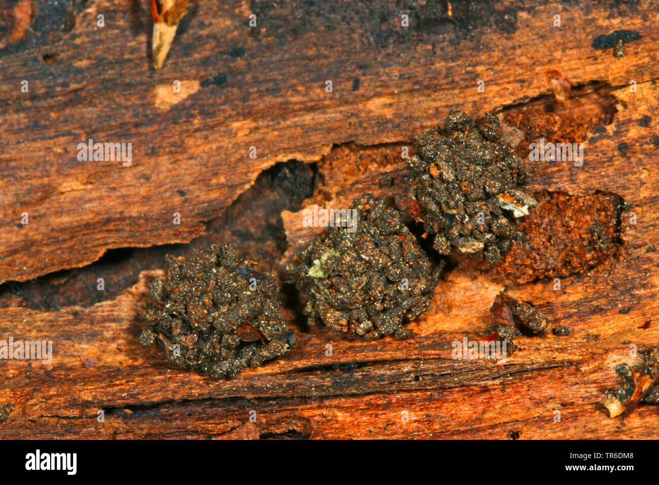 Neobisium High Resolution Stock Photography and Images - Alamy