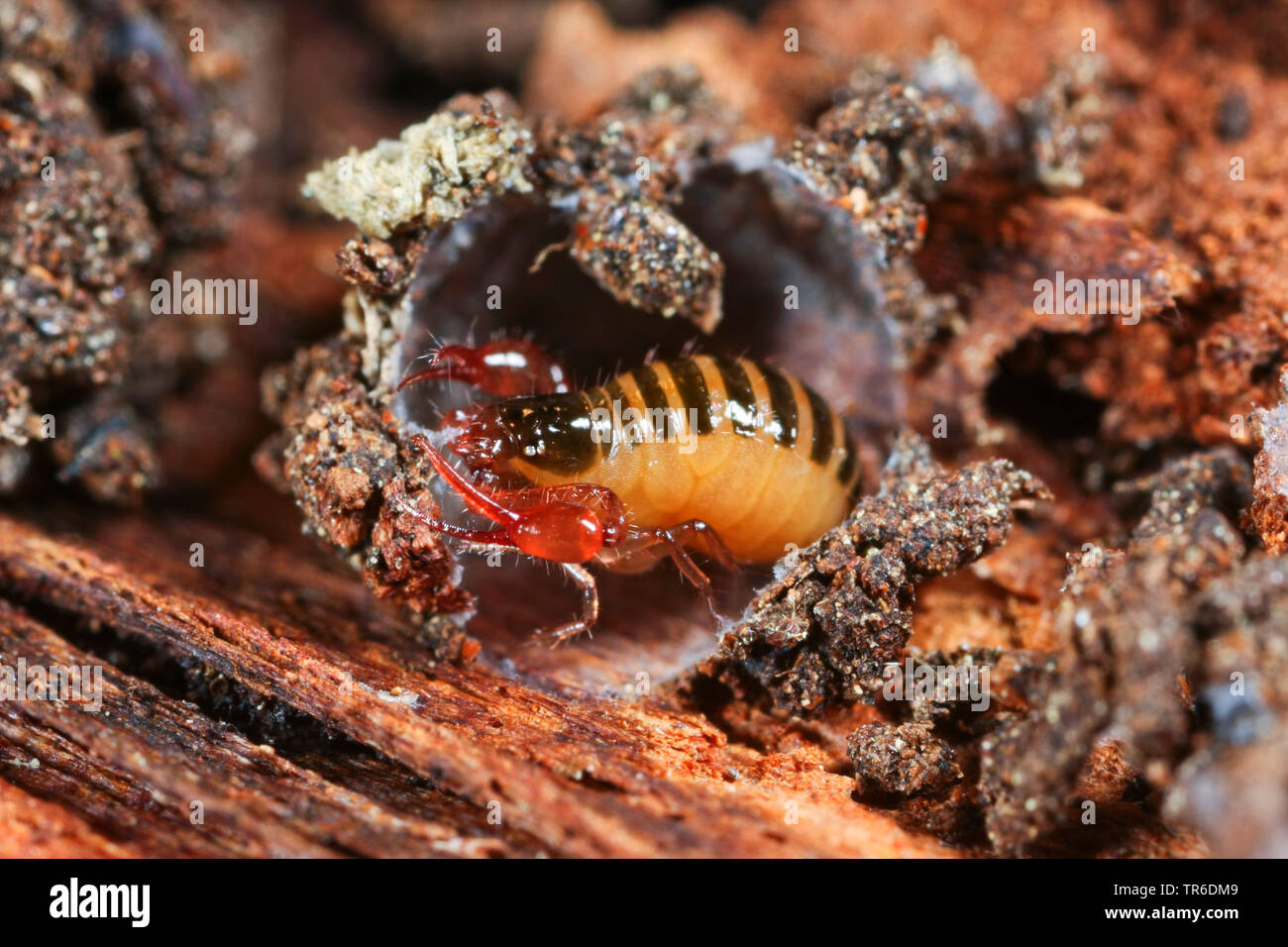 Neobisium High Resolution Stock Photography and Images - Alamy