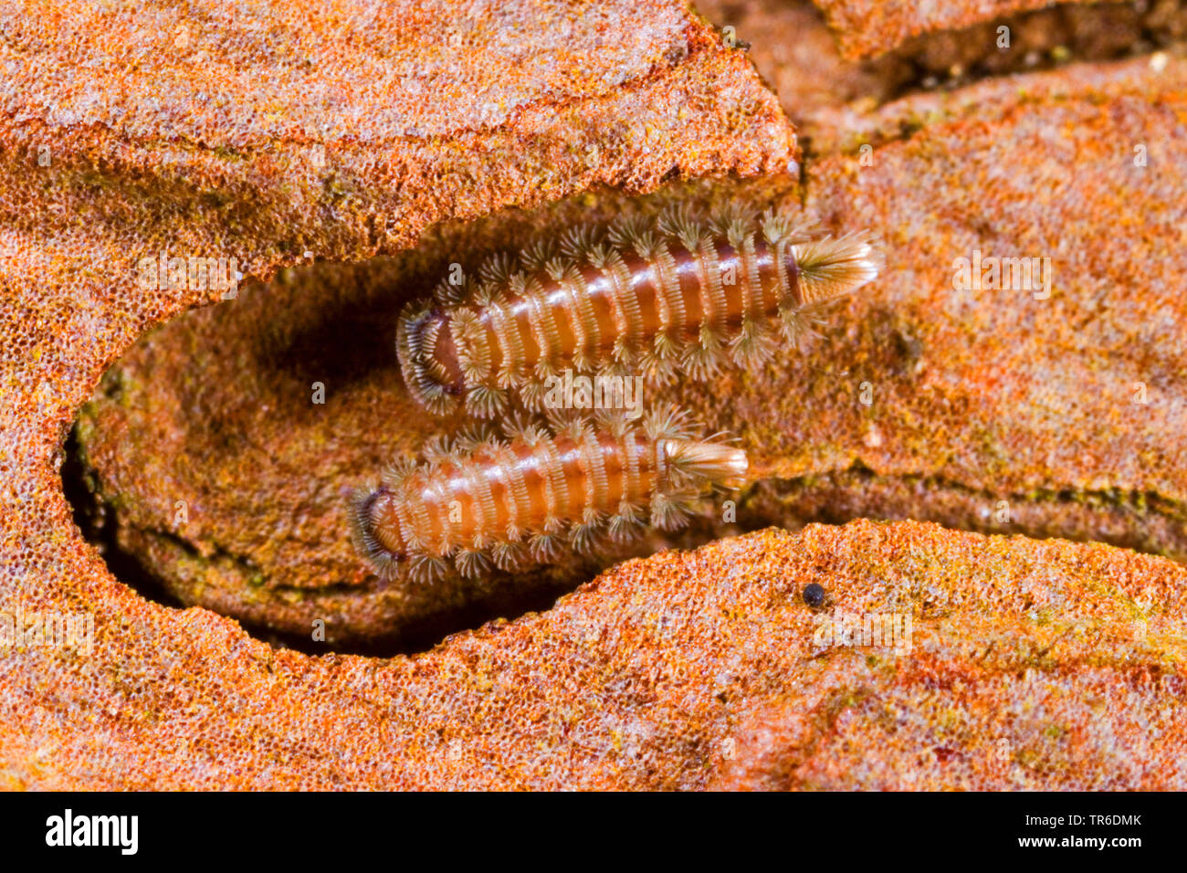 Thousand leggers hi-res stock photography and images - Alamy