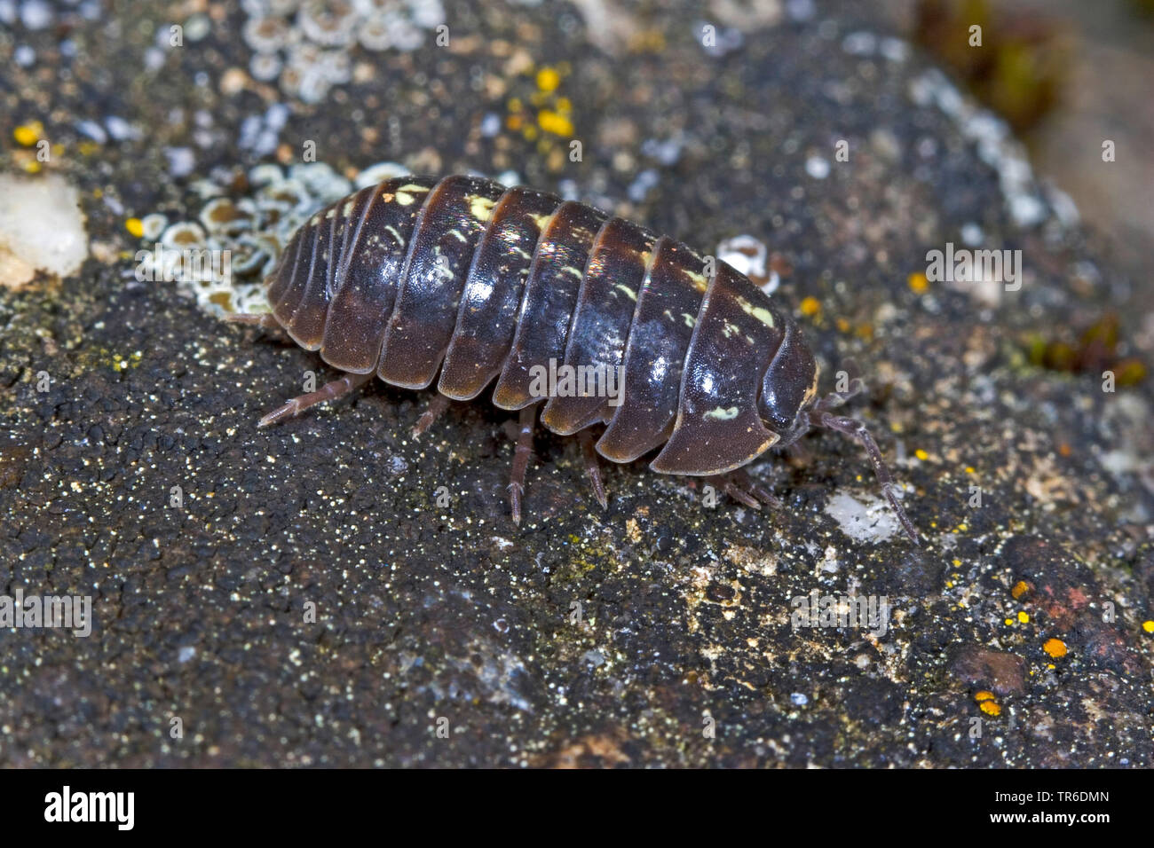 Sow bug hi-res stock photography and images - Alamy