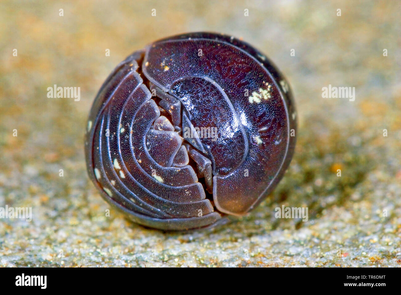 common woodlouse, common pillbug, sow bug (Armadillidium vulgare ...