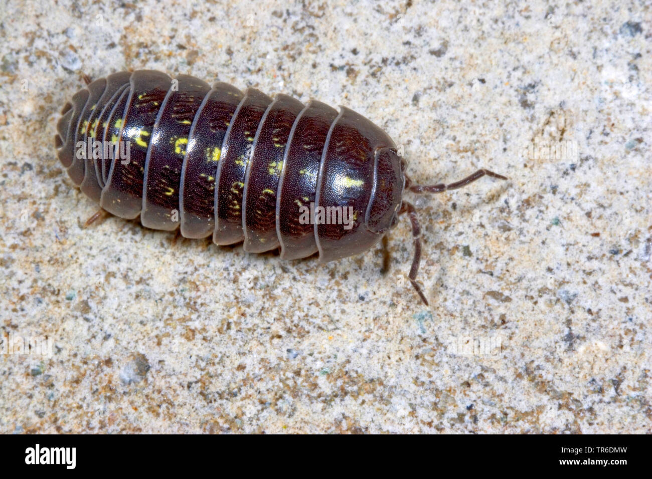 common woodlouse, common pillbug, sow bug (Armadillidium vulgare), top ...