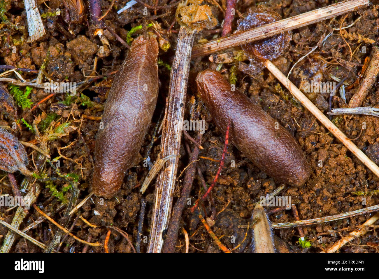 ichneumon fly (Latibulus argiolus, Endurus argiolus), cocoon, Germany ...