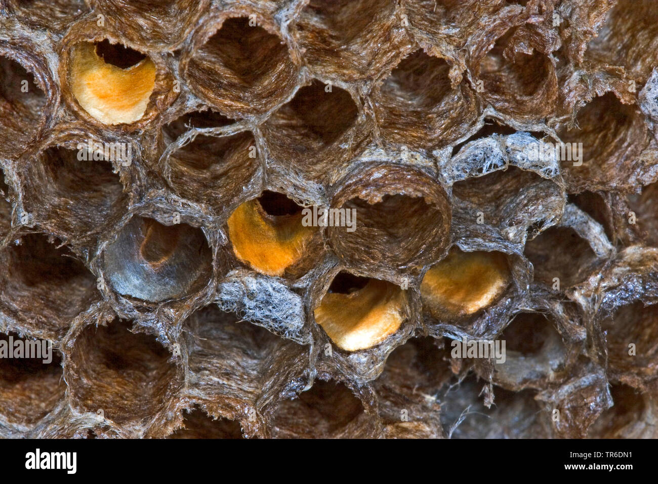 Ichneumon wasps hi-res stock photography and images - Alamy