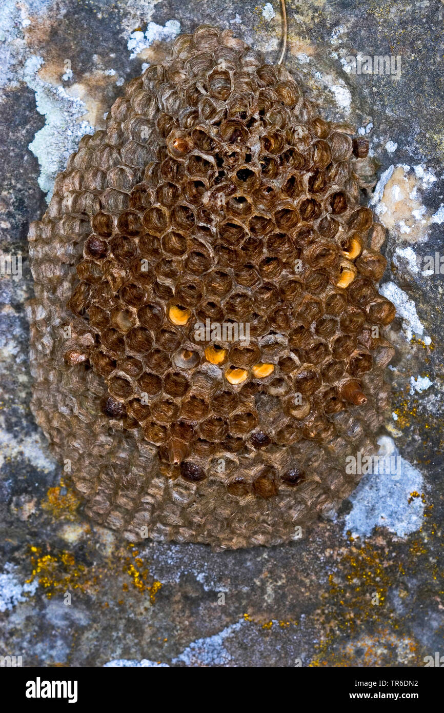 ichneumon fly (Latibulus argiolus, Endurus argiolus), cocoon in a nest ...