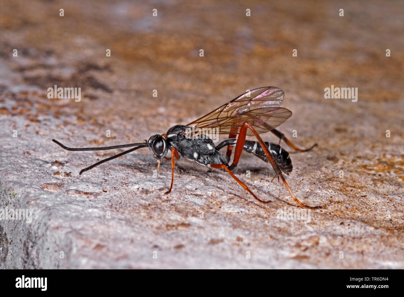 ichneumon fly (Latibulus argiolus, Endurus argiolus), adult, Germany ...