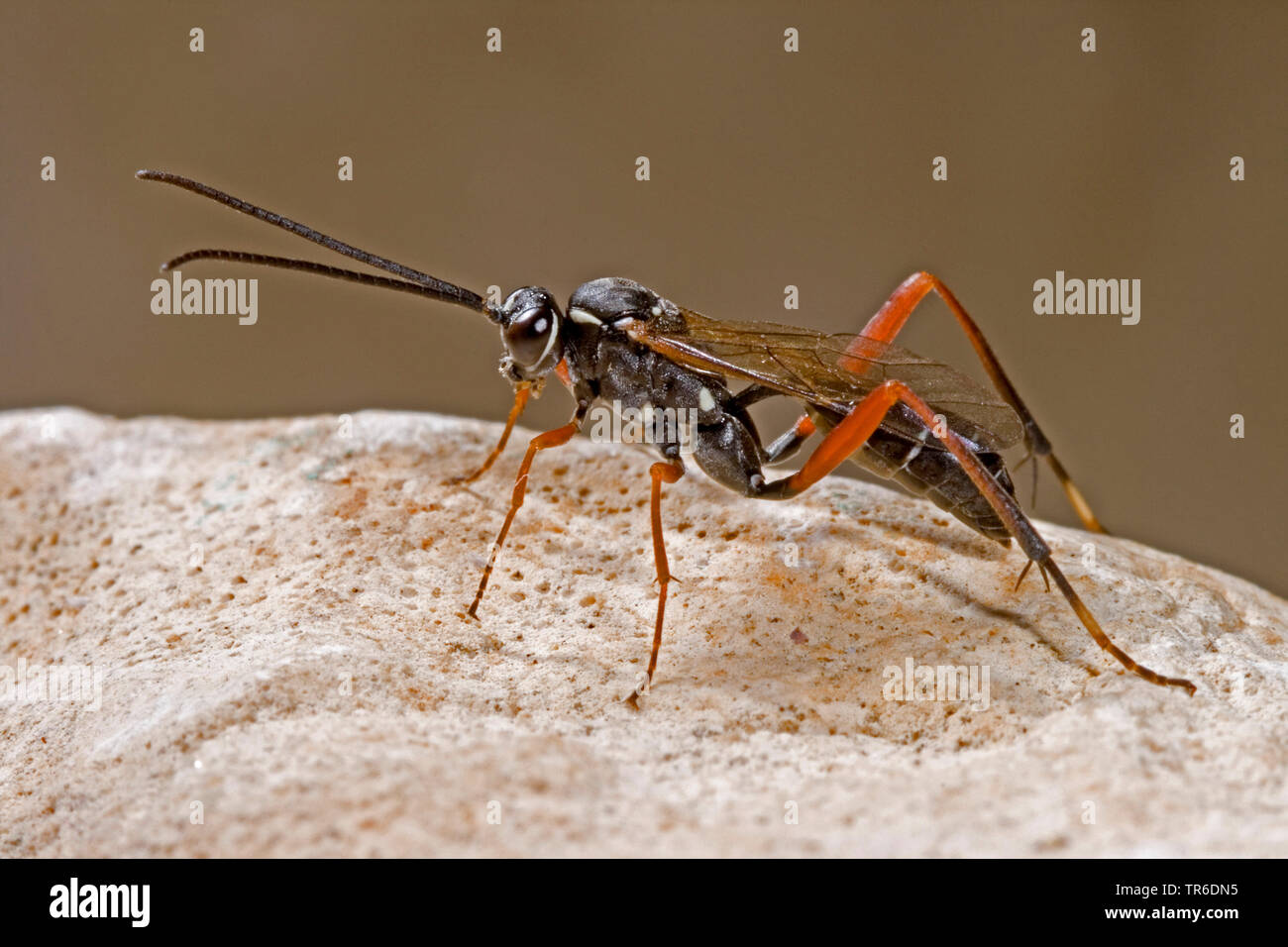 ichneumon fly (Latibulus argiolus, Endurus argiolus), adult, Germany ...