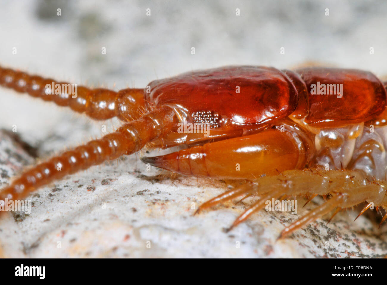 common garden centipede, brown centipede, stone centipede (Lithobius ...