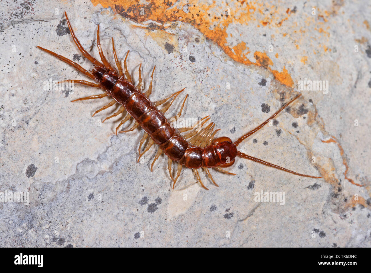 Garden centipede hi-res stock photography and images - Alamy
