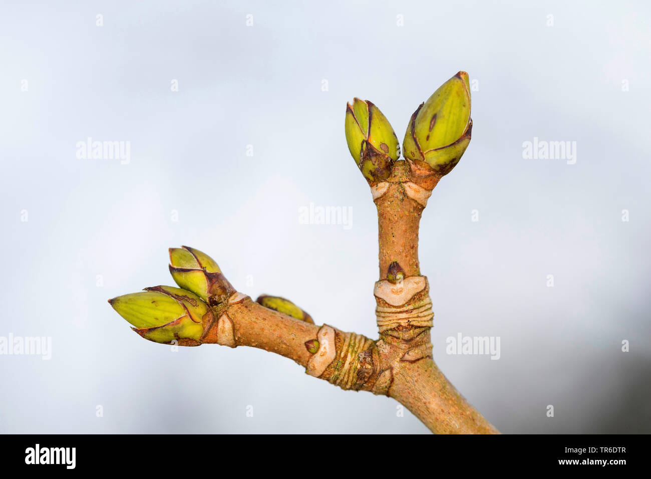 sycamore maple, great maple (Acer pseudoplatanus), buds, Germany Stock ...