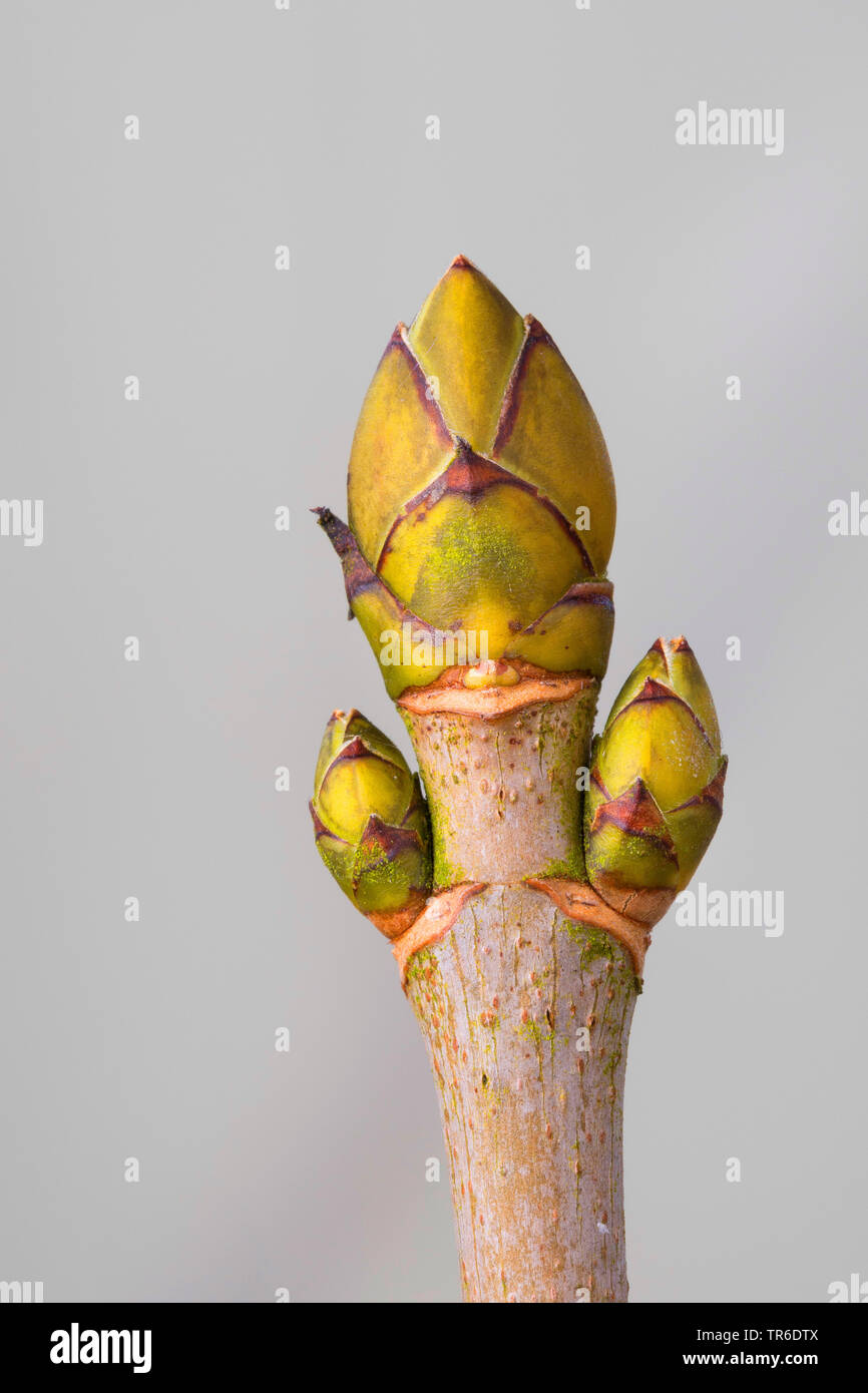 sycamore maple, great maple (Acer pseudoplatanus), buds, Germany Stock ...