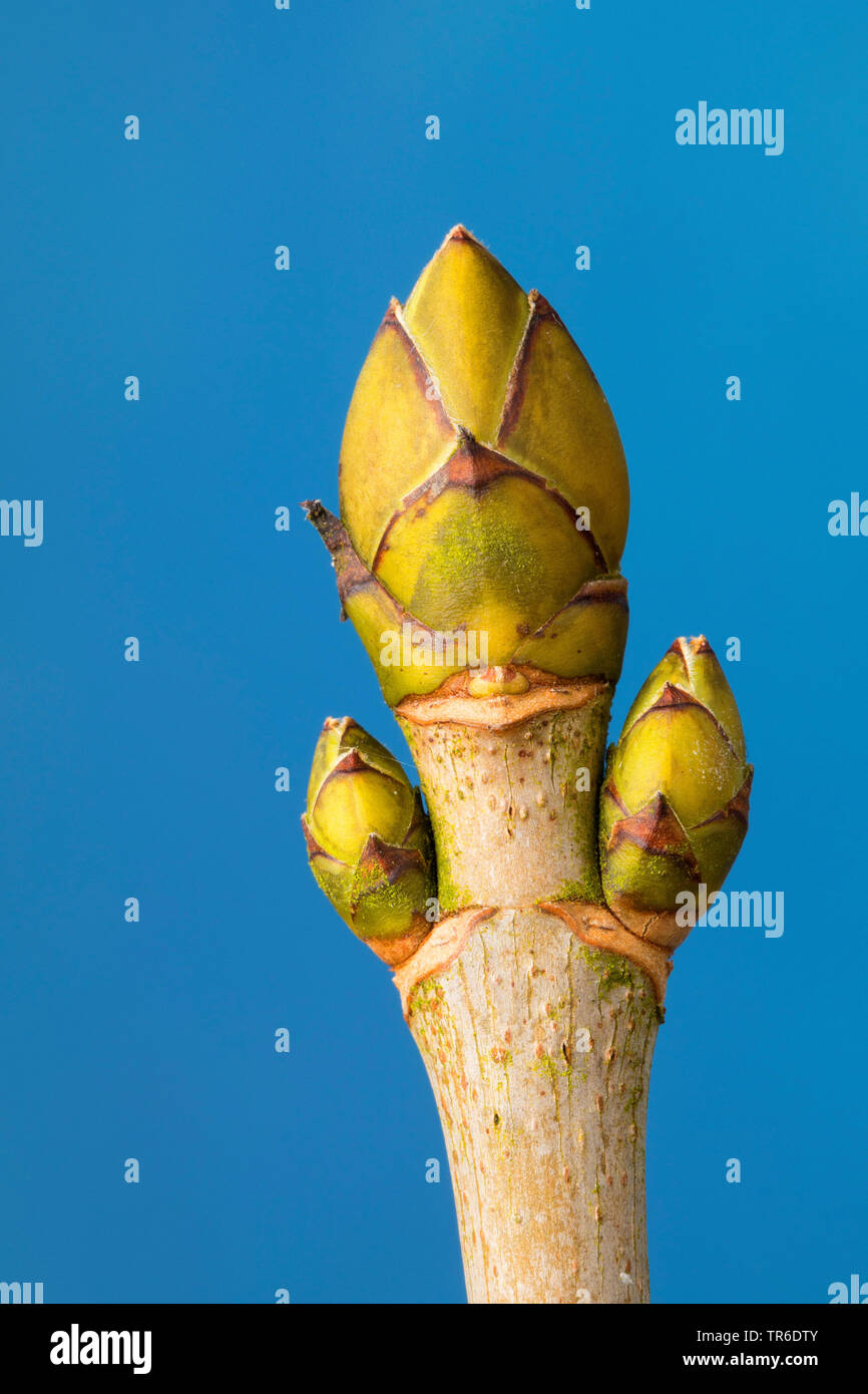 Sycamore bud winter hi-res stock photography and images - Alamy
