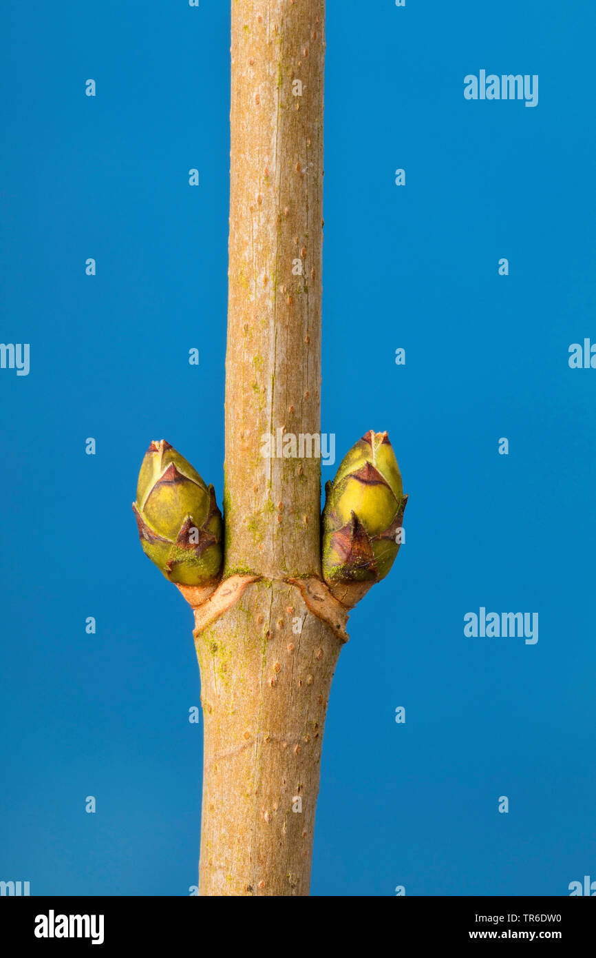 Sycamore buds winter hi-res stock photography and images - Alamy