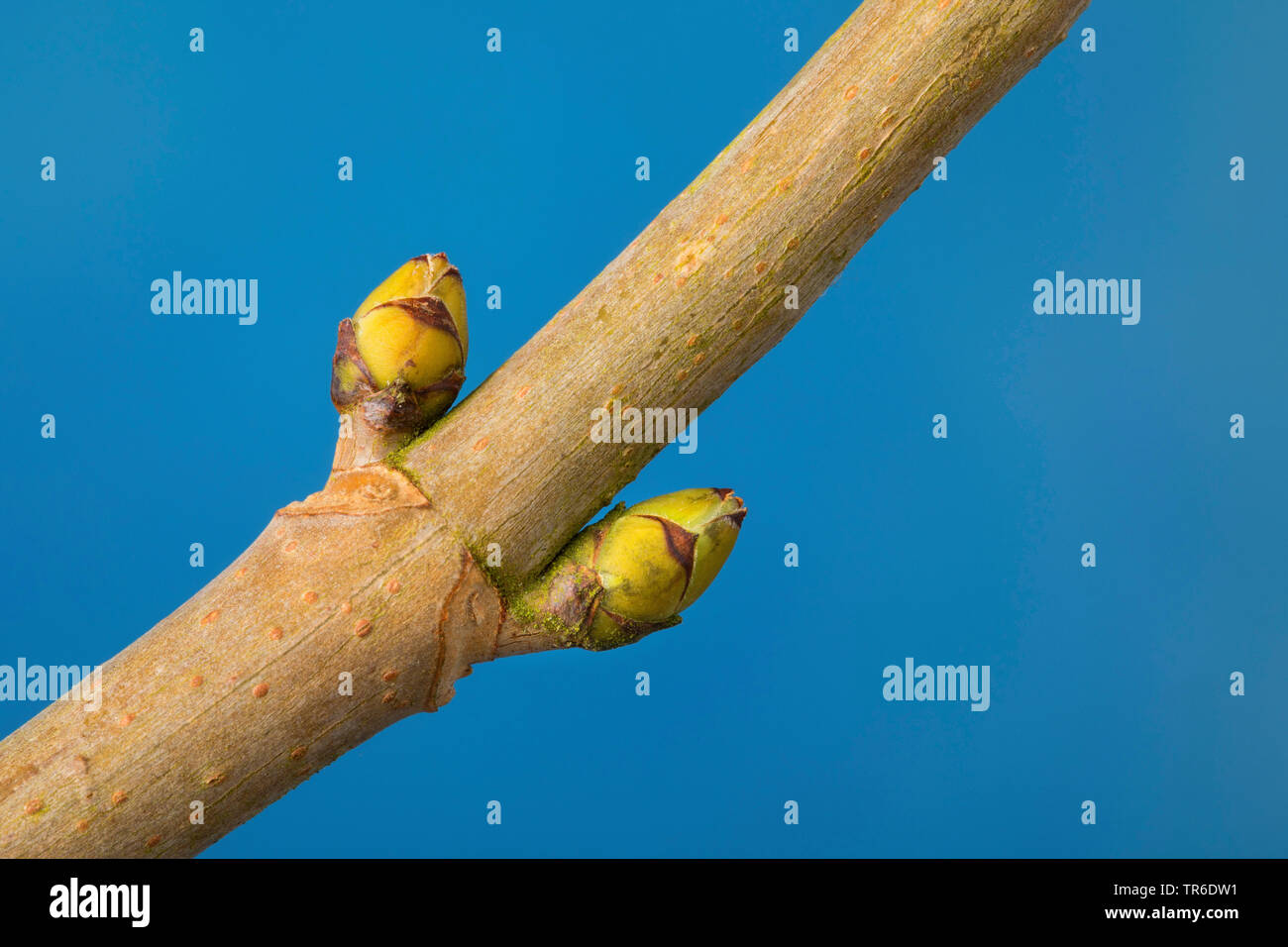 sycamore maple, great maple (Acer pseudoplatanus), buds, Germany Stock ... sycamore maple, great maple (Acer pseudoplatanus), buds, Germany Stock ...