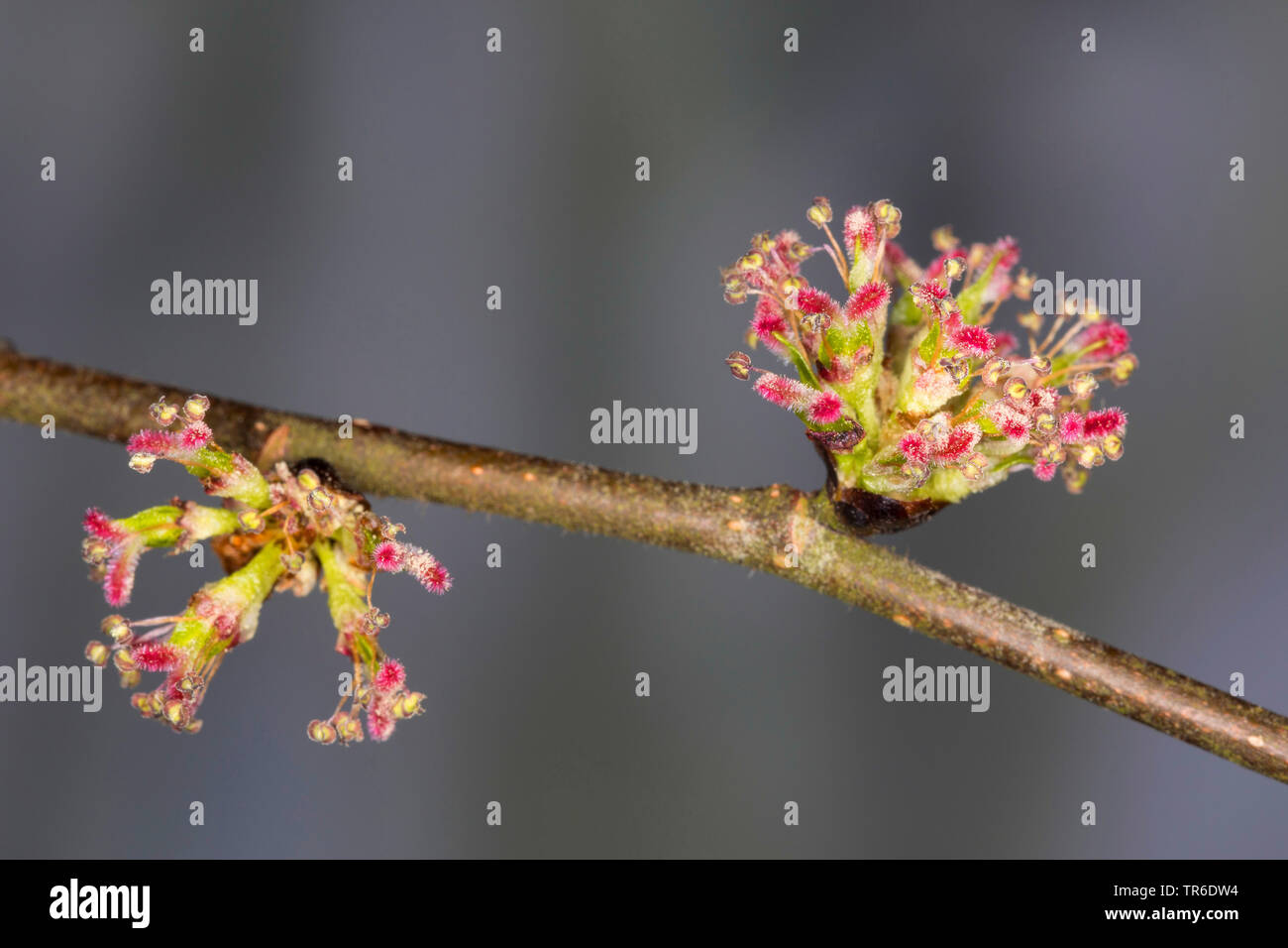 Elm tree flower hi-res stock photography and images - Alamy