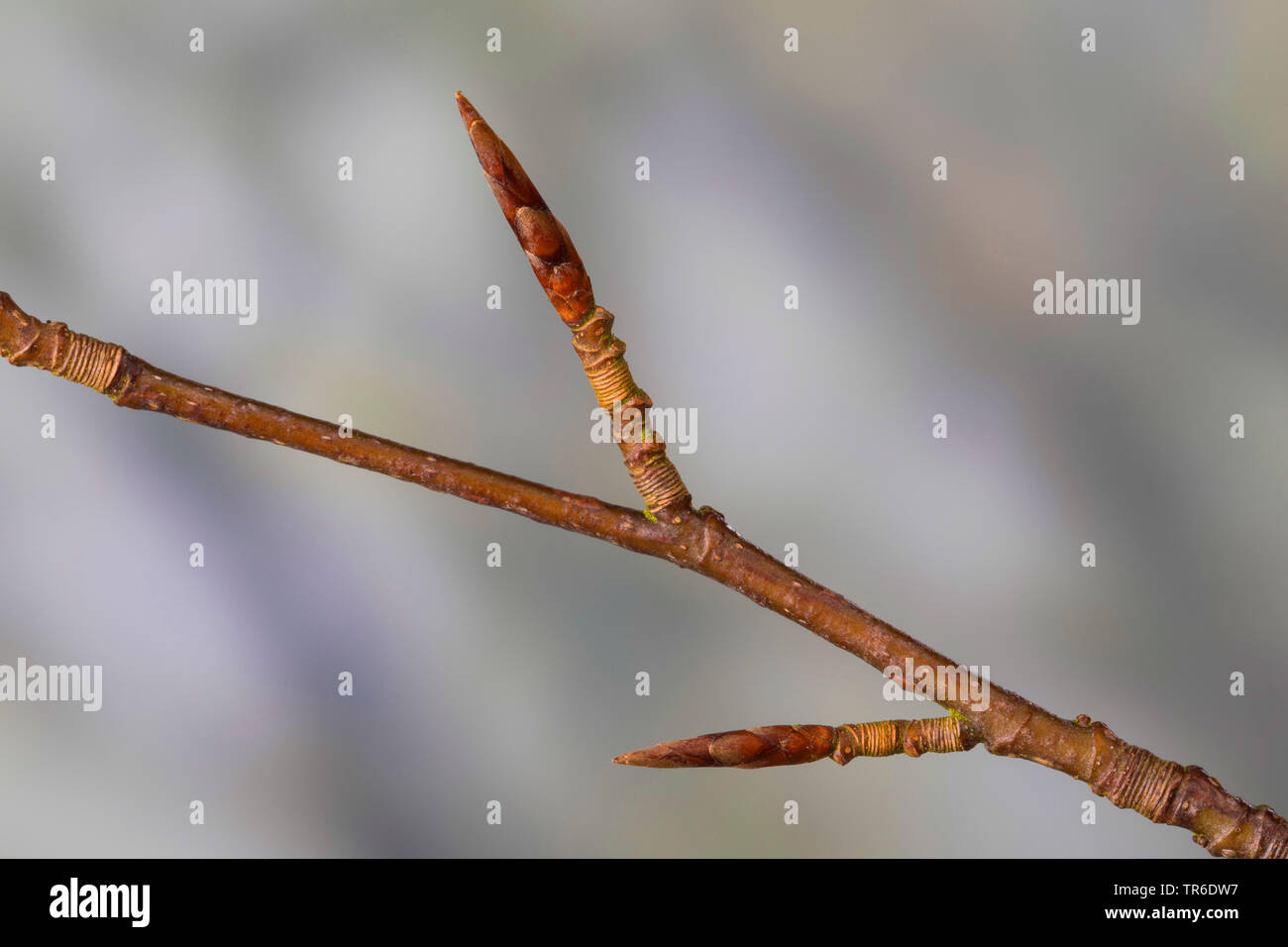 common beech (Fagus sylvatica), branch with buds, Germany Stock Photo ...