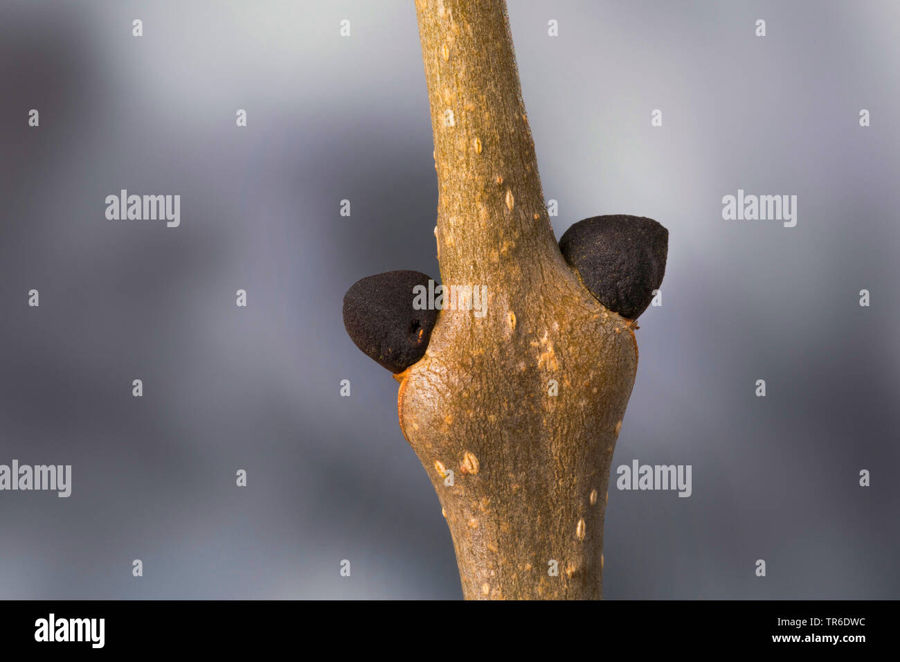 common ash, European ash (Fraxinus excelsior), branch with buds ...