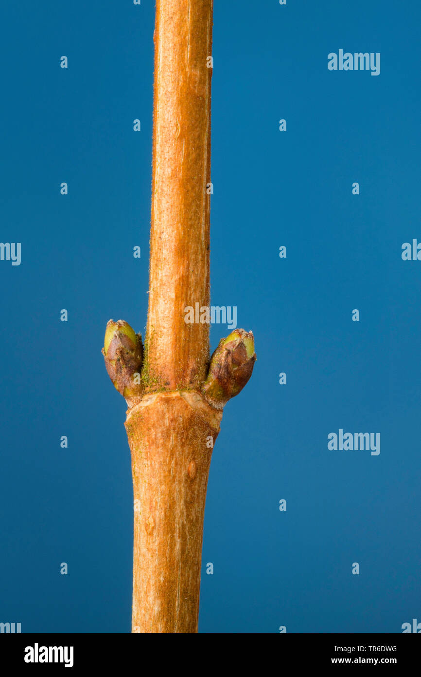 field maple, common maple (Acer campestre), buds, Germany Stock Photo ...