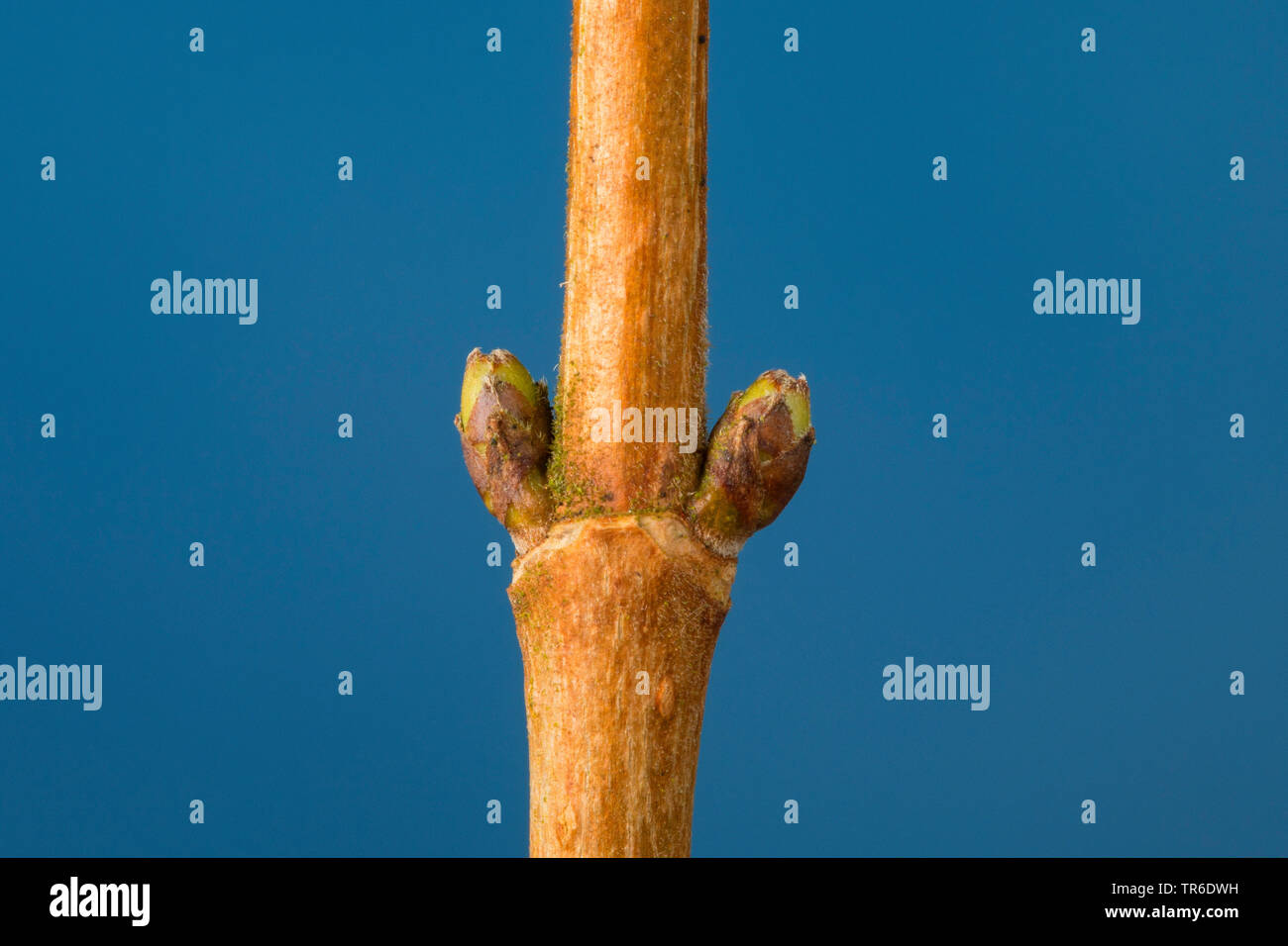field maple, common maple (Acer campestre), buds, Germany Stock Photo ... field maple, common maple (Acer campestre), buds, Germany Stock Photo ...