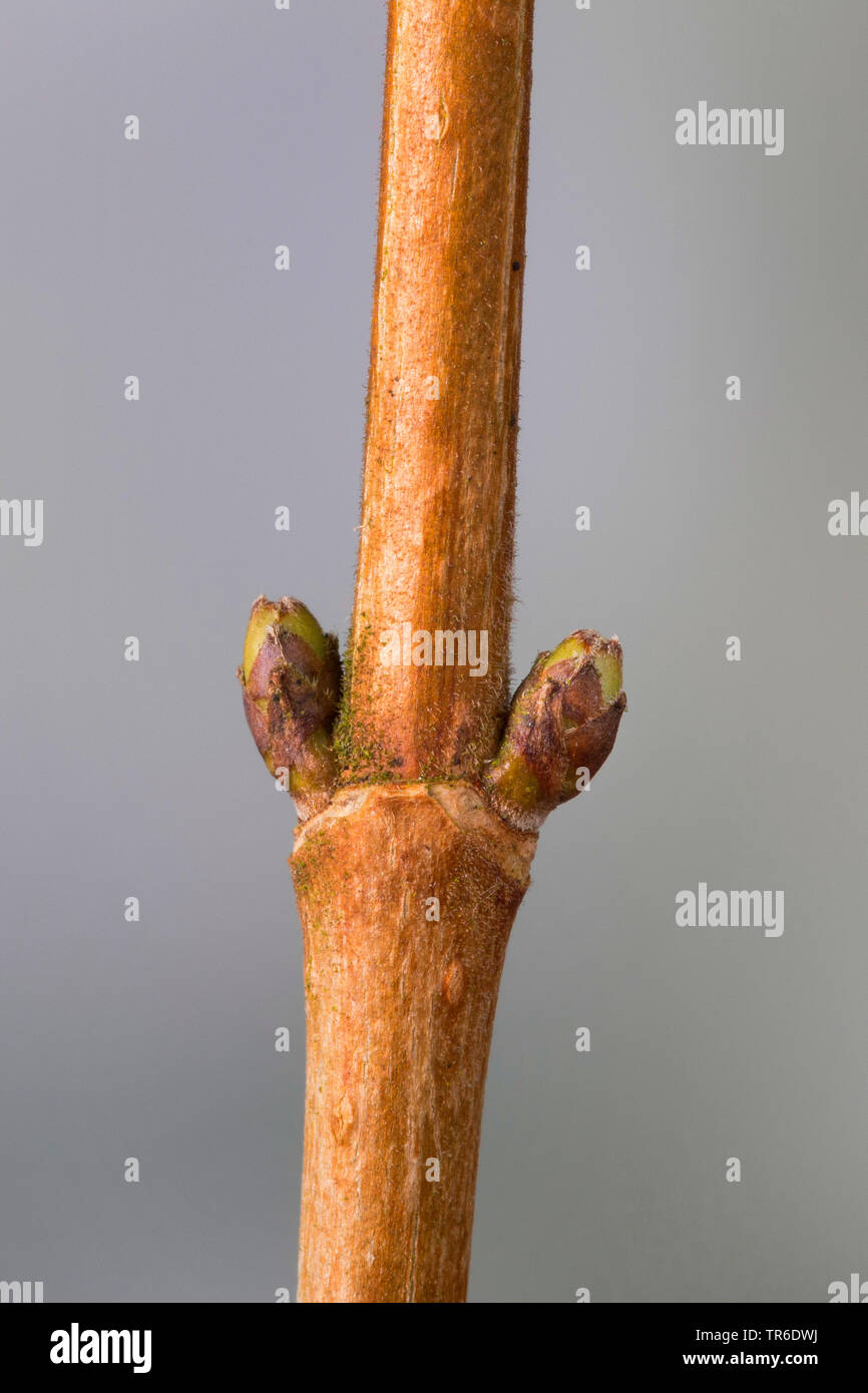 field maple, common maple (Acer campestre), buds, Germany Stock Photo ...