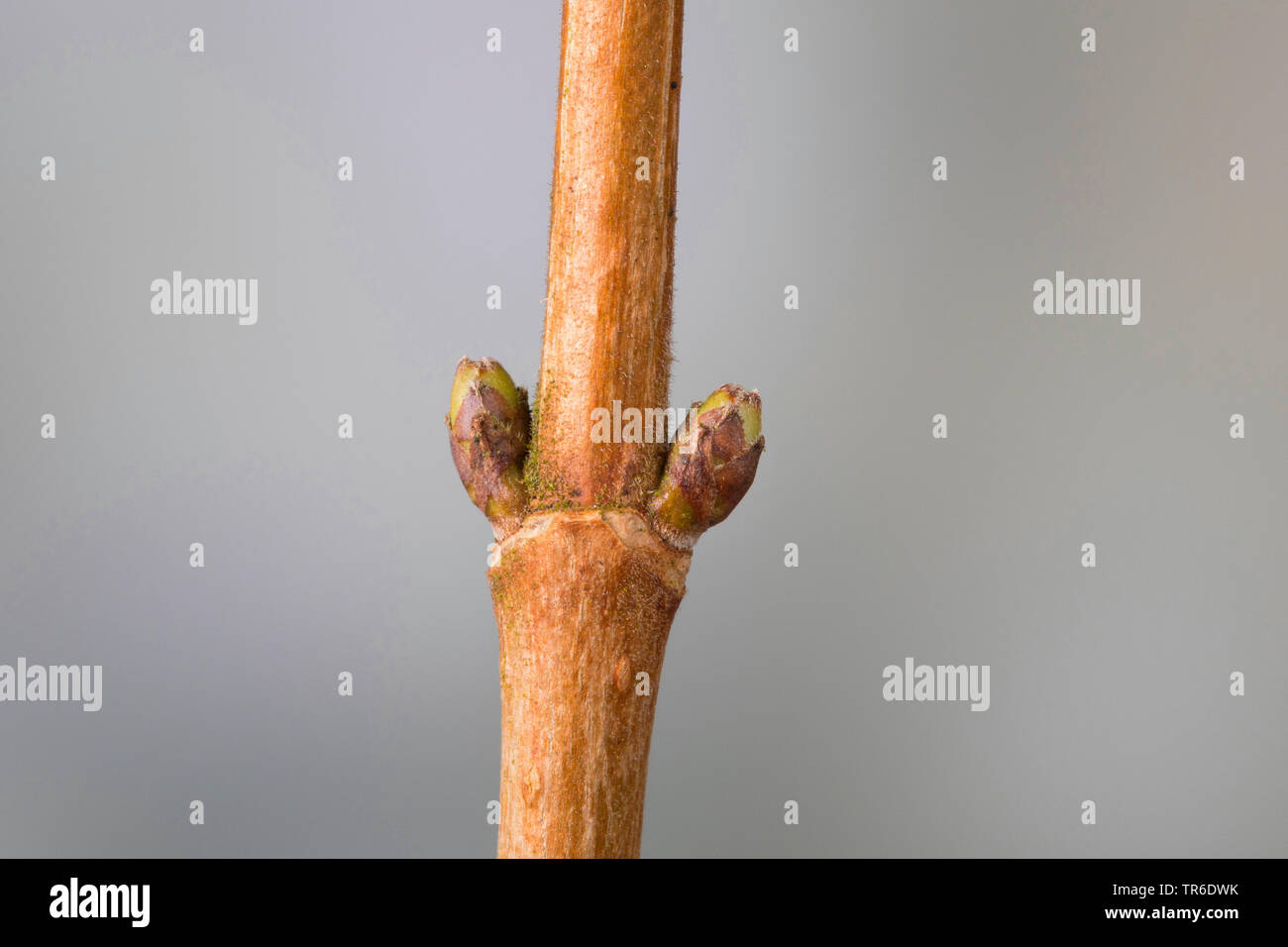 field maple, common maple (Acer campestre), buds, Germany Stock Photo ... field maple, common maple (Acer campestre), buds, Germany Stock Photo ...