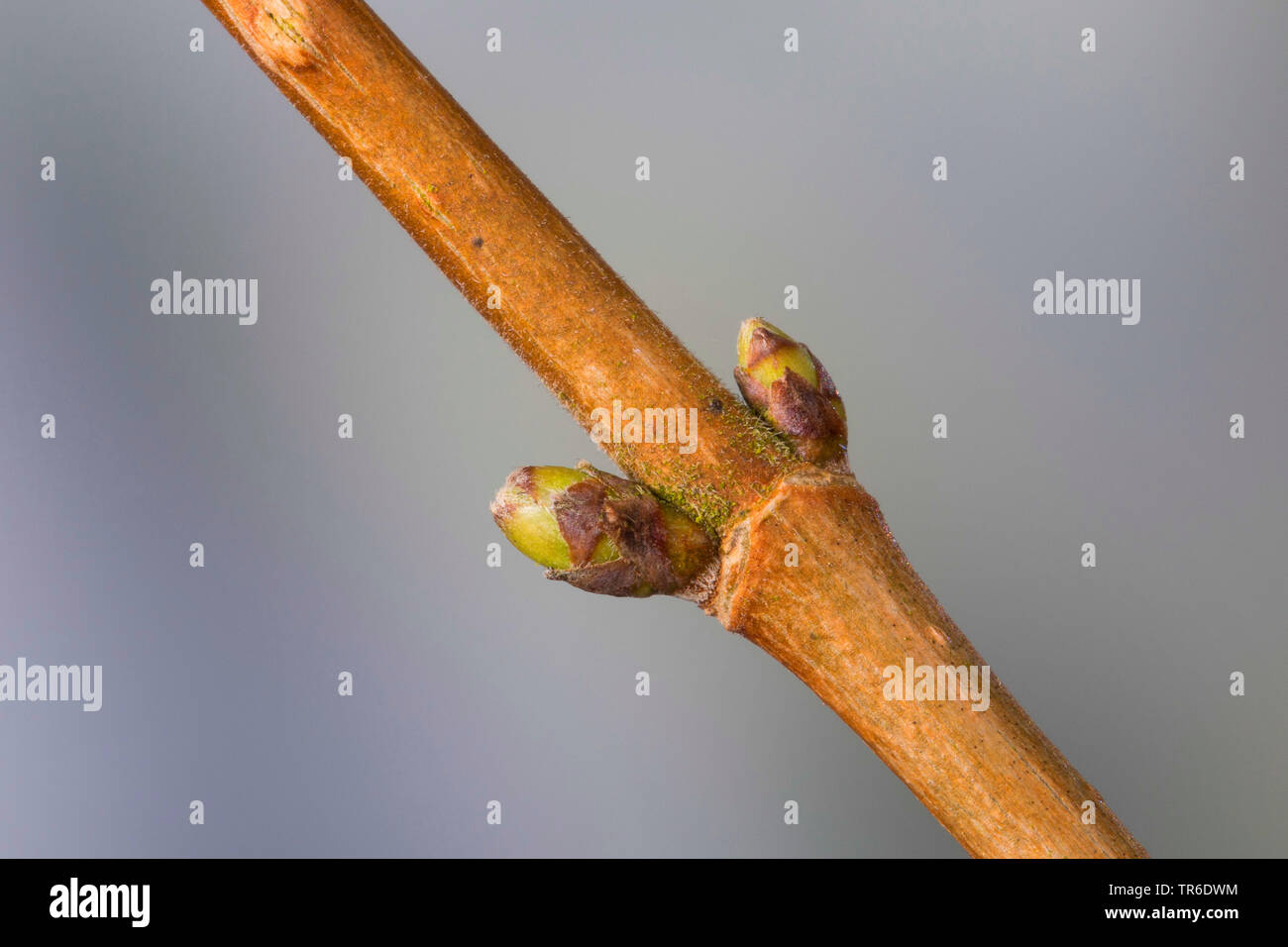 Field maple buds hi-res stock photography and images - Alamy