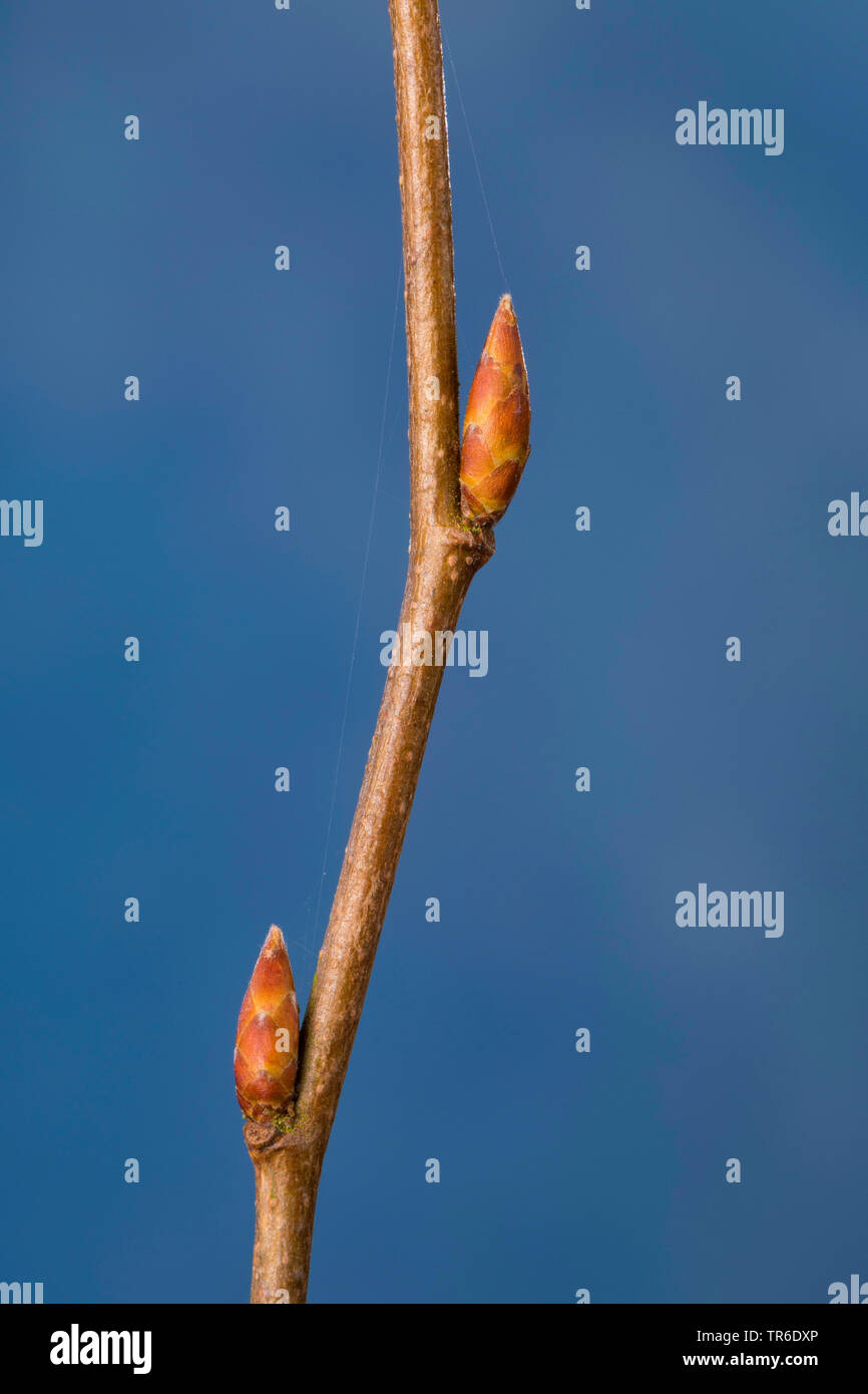 common hornbeam, European hornbeam (Carpinus betulus), branch with buds ... common hornbeam, European hornbeam (Carpinus betulus), branch with buds ...