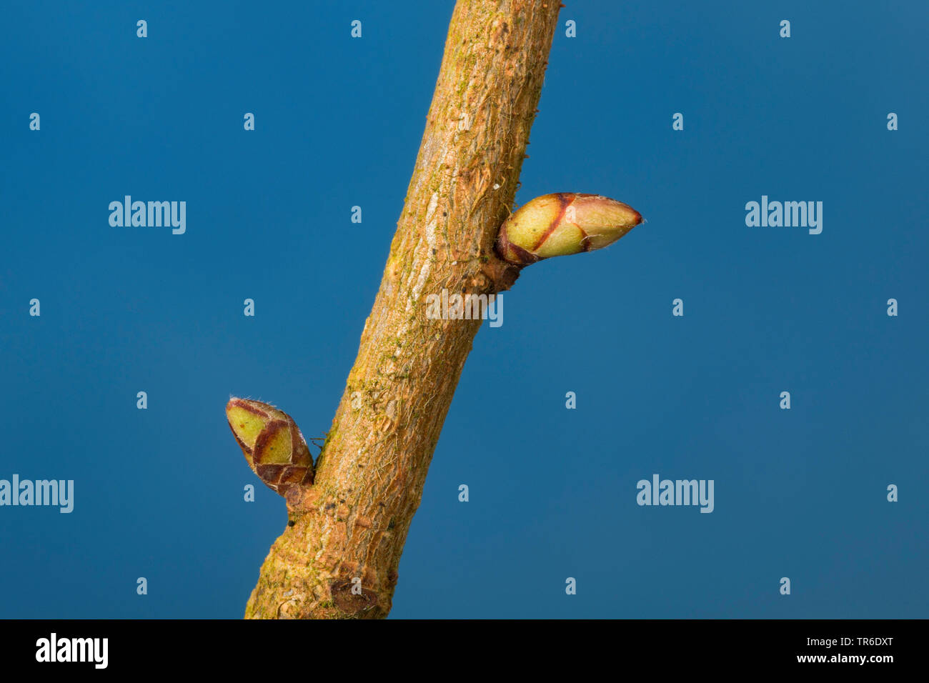 Common hazel (Corylus avellana), branch with buds, Germany Stock Photo ...