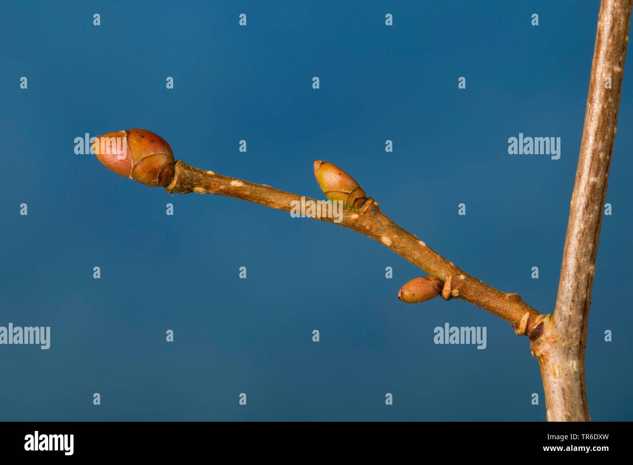 Common hazel (Corylus avellana), branch with buds, Germany Stock Photo ...