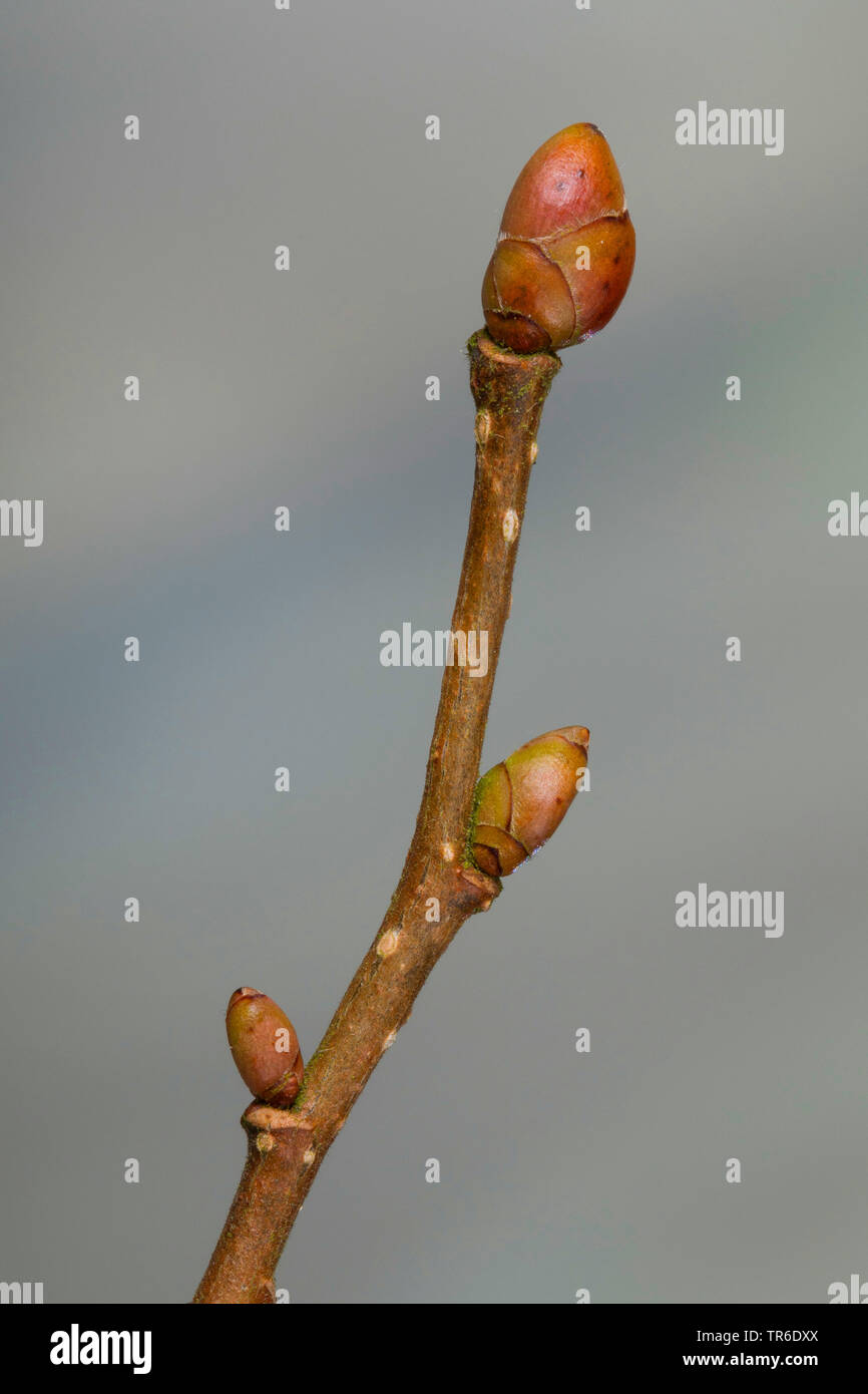 Common hazel (Corylus avellana), branch with buds, Germany Stock Photo ...