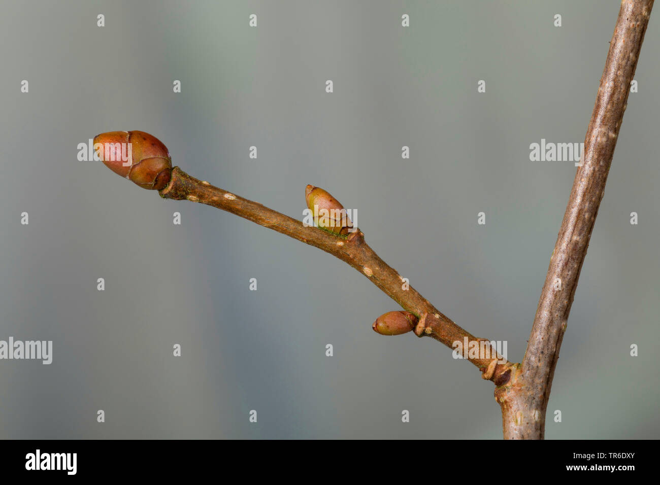 Common hazel (Corylus avellana), branch with buds, Germany Stock Photo ...